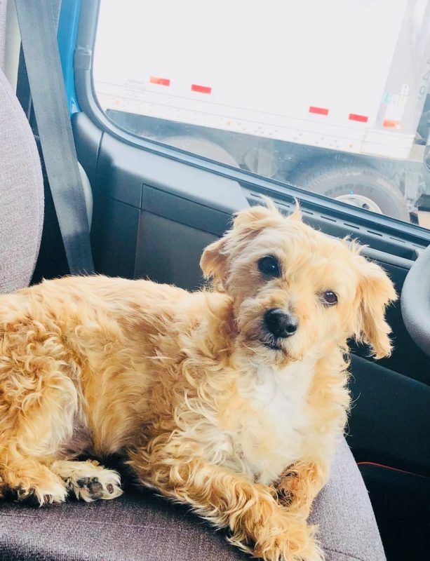 Guide to Truck Driving with Pets - ENERGY Transportation Group