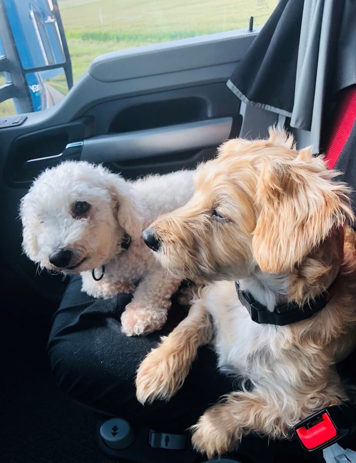 Guide to Truck Driving with Pets - ENERGY Transportation Group