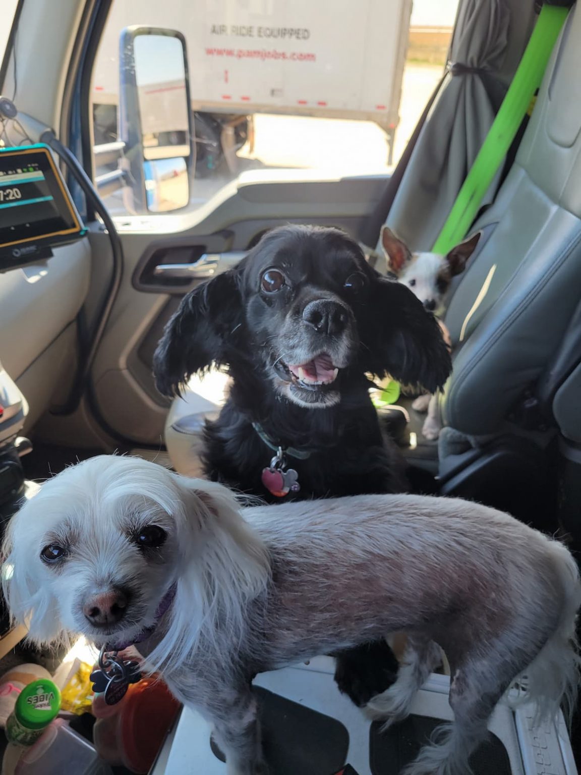 Comment Voyager en Camion Avec des Animaux de Compagnie - ENERGY ...